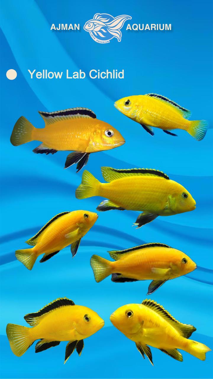 yellow lab cichlid – Ajman Aquarium