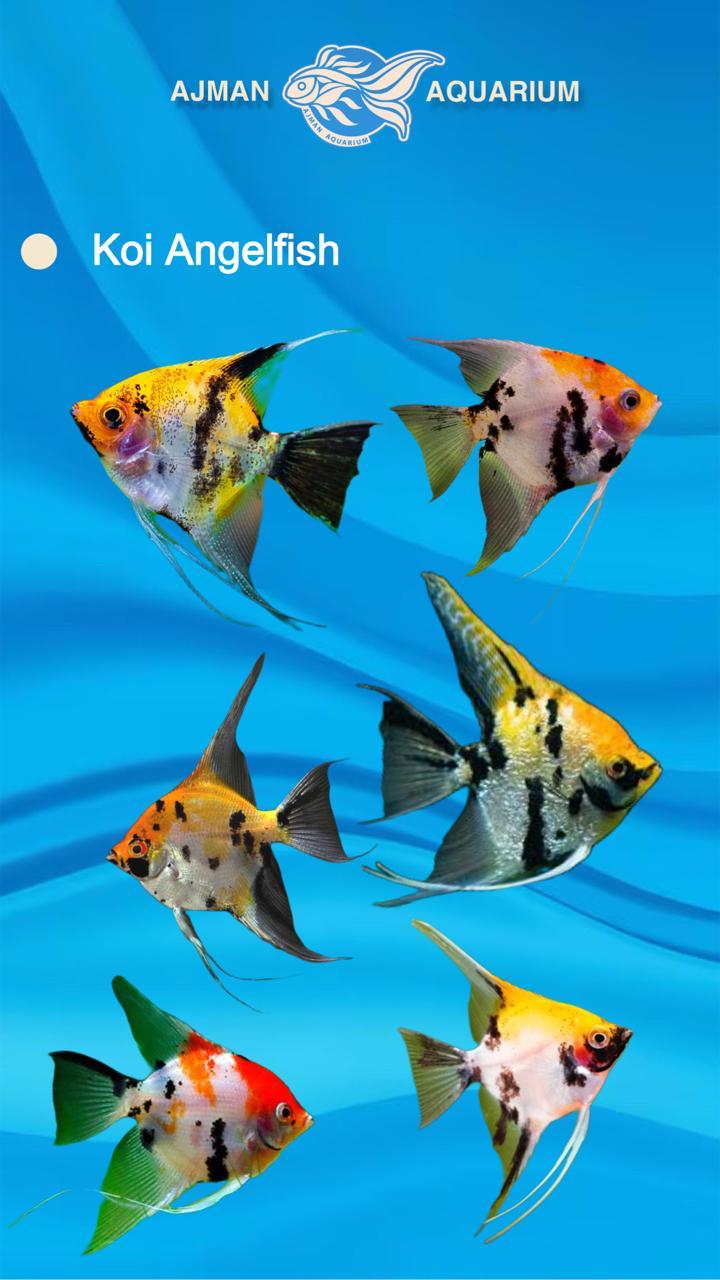koi angel - 3 inch – Ajman Aquarium