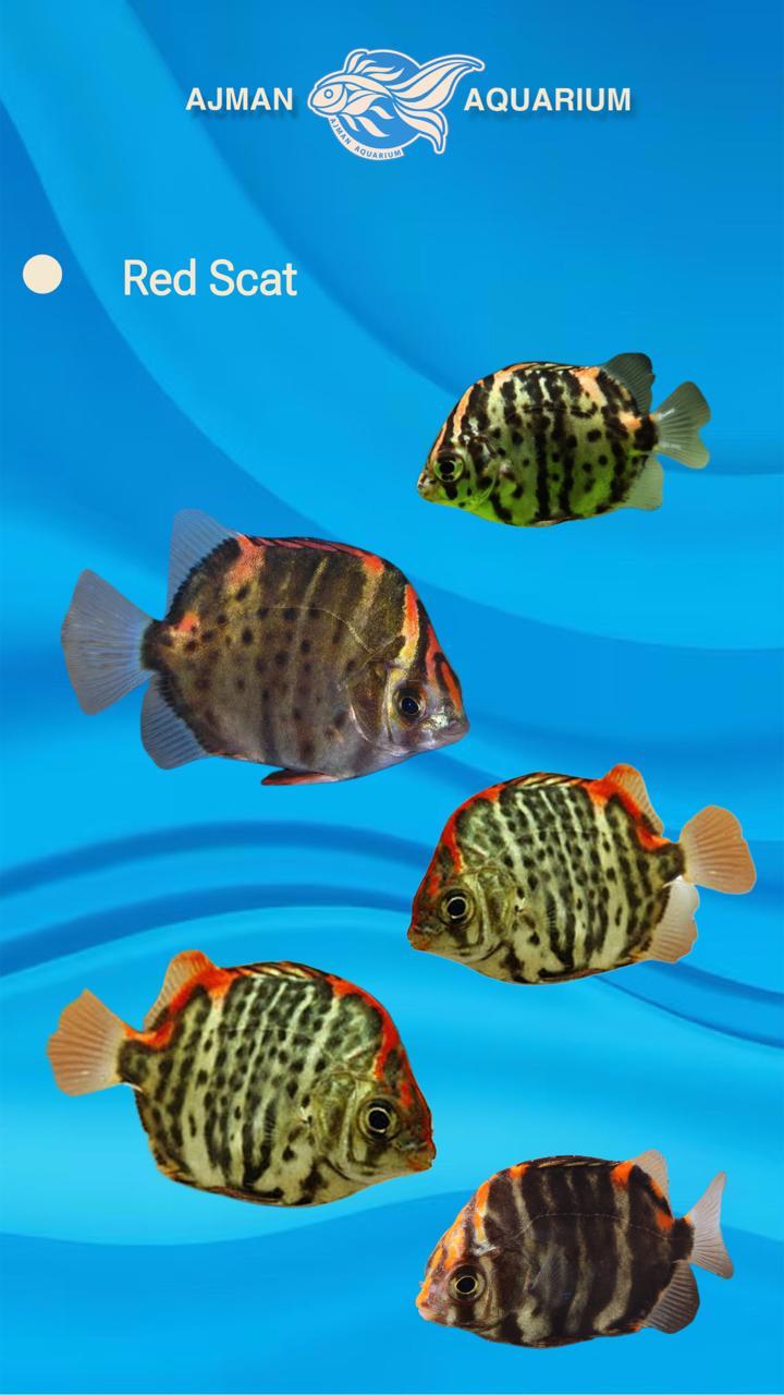 red scat - 3 inch – Ajman Aquarium