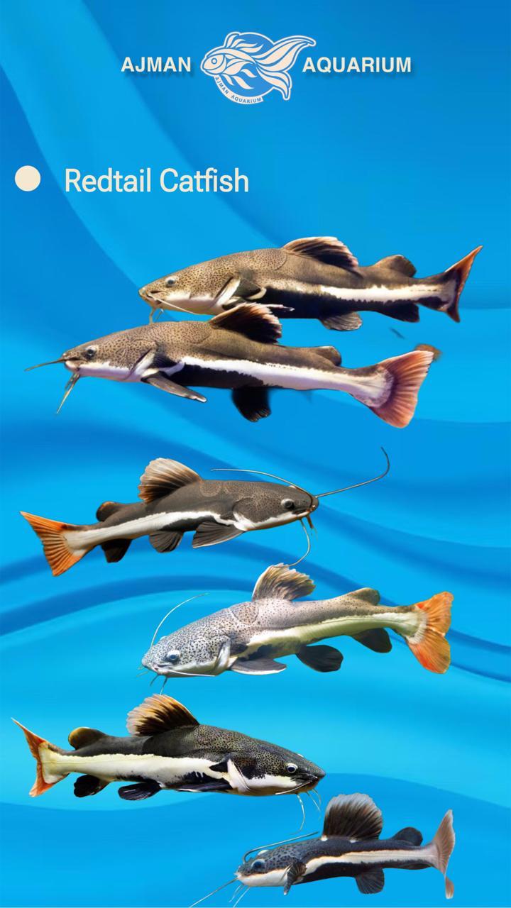 red tail cat fish - 4 inch – Ajman Aquarium