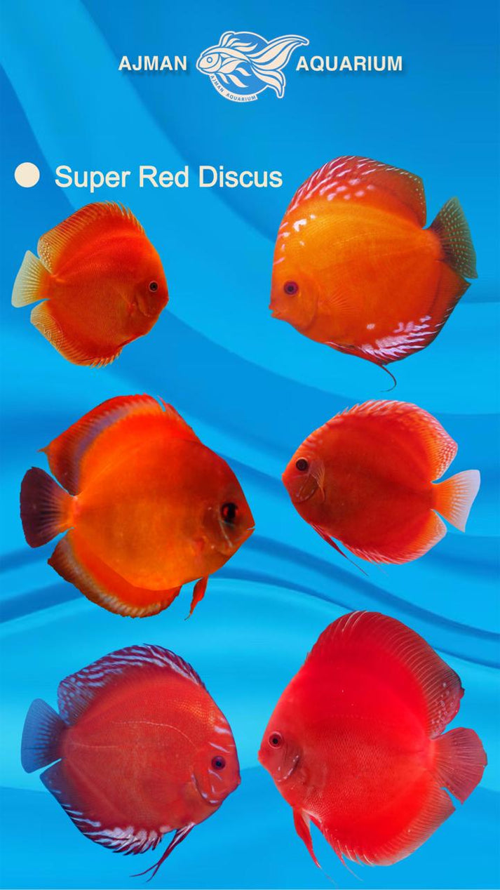 super red discus – Ajman Aquarium