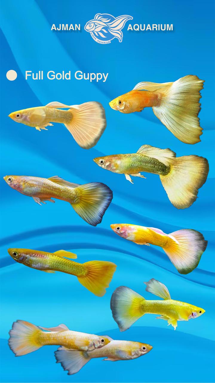 full gold guppy pair - regular size – Ajman Aquarium