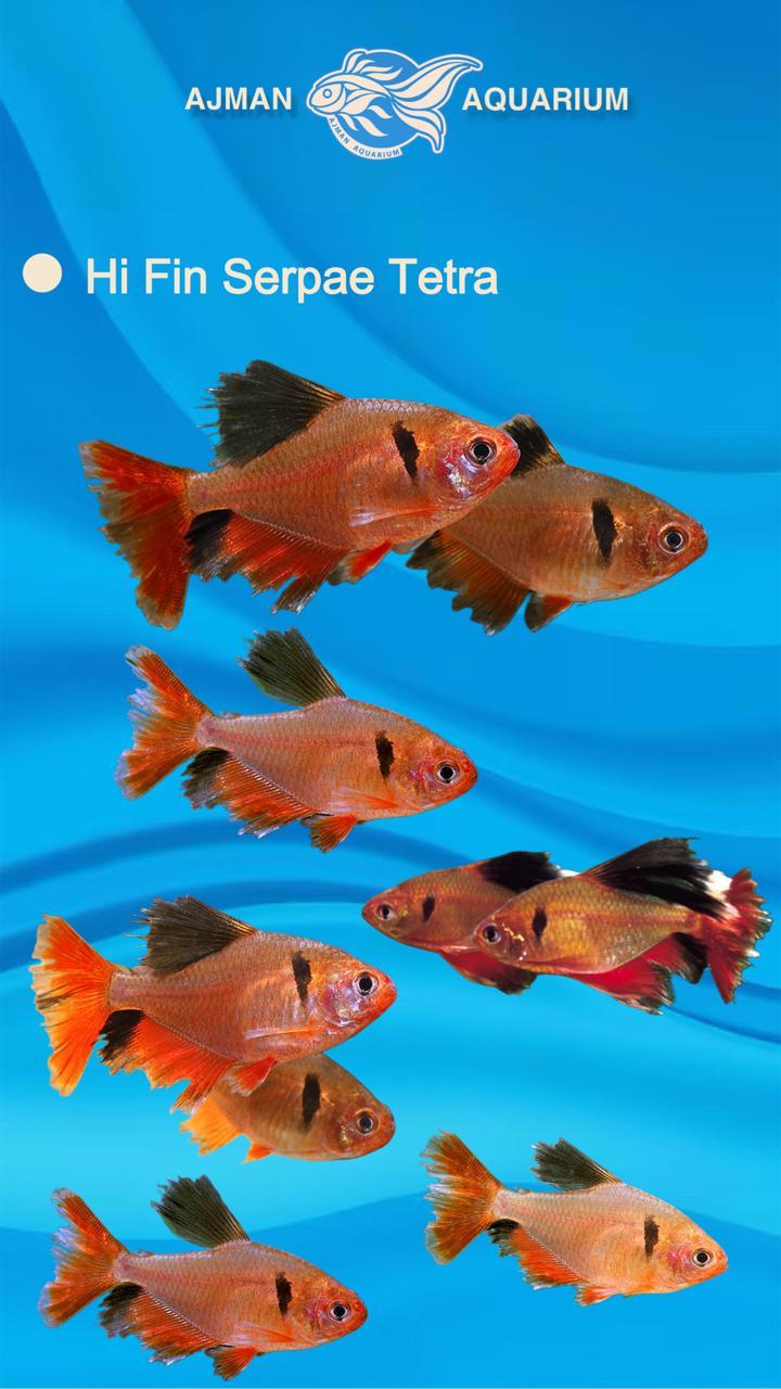 hi fin serpae tetra – Ajman Aquarium