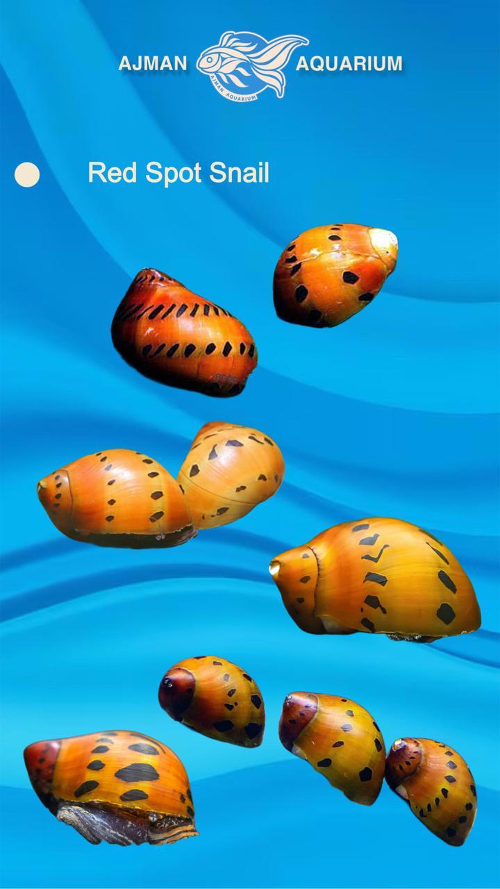 red spot snail - M – Ajman Aquarium