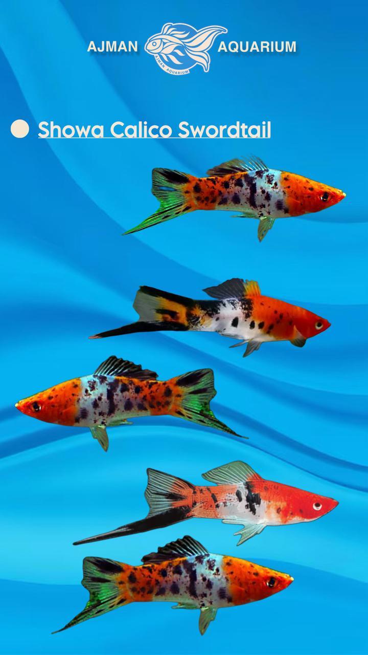koi sword tail – Ajman Aquarium