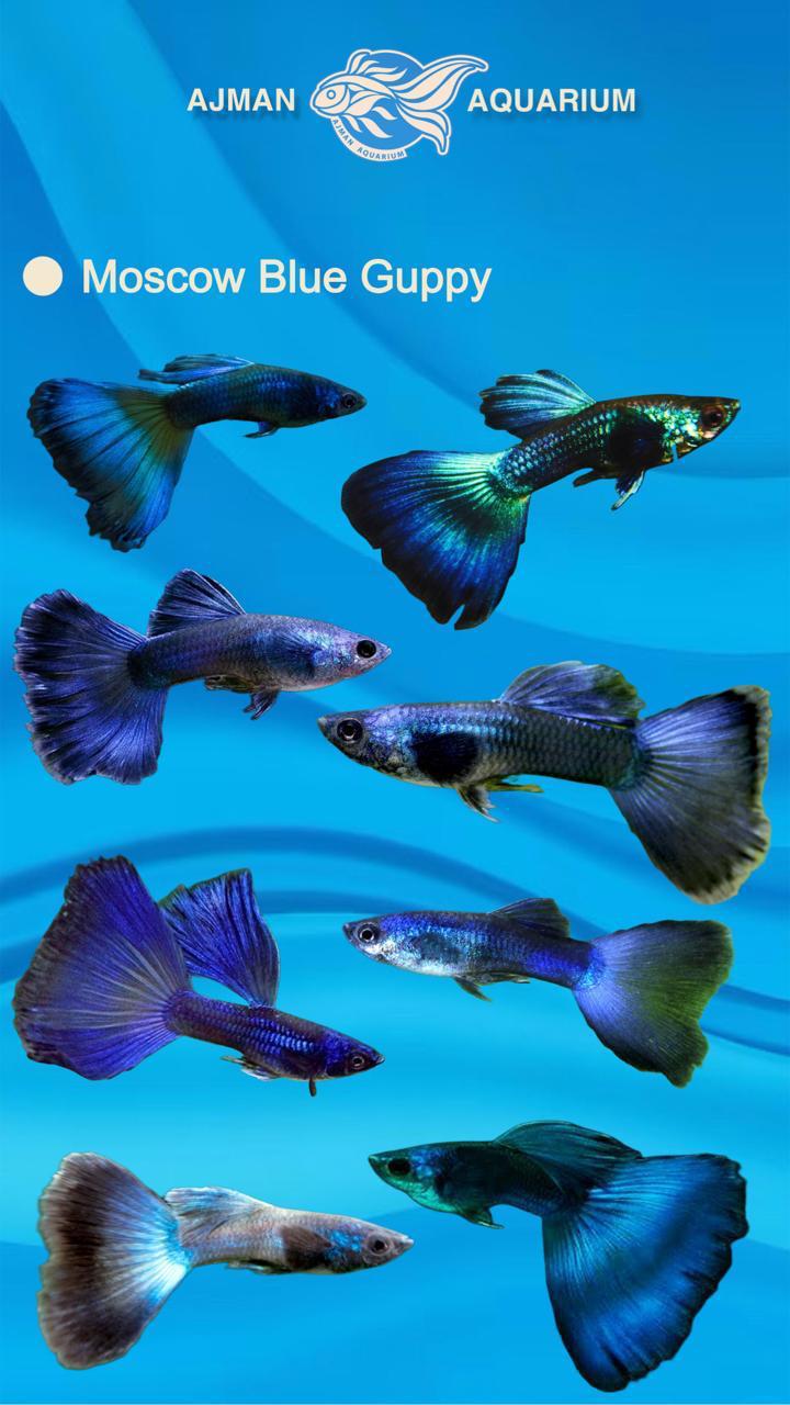 blue moscow guppy ( pair ) - regular size – Ajman Aquarium