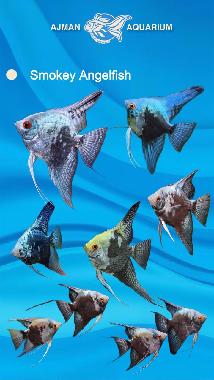 smokey angel fish (pinoy) - 8 - 9 cm – Ajman Aquarium