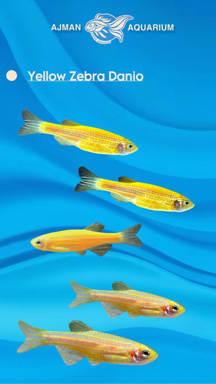 yellow zebra danio - 2 inch – Ajman Aquarium