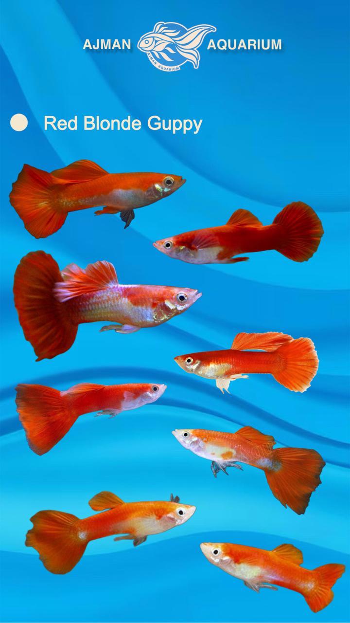 red blonde guppy - regular size – Ajman Aquarium