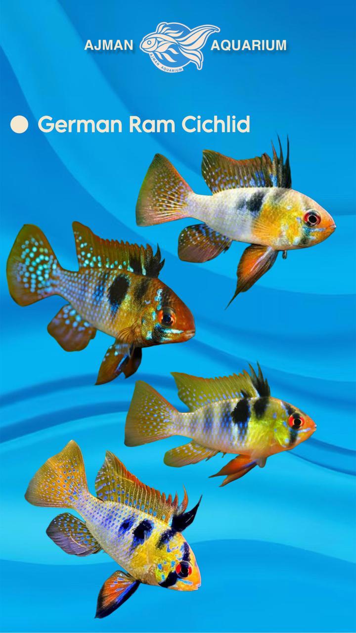 German ram cichlid - 3 inch – Ajman Aquarium
