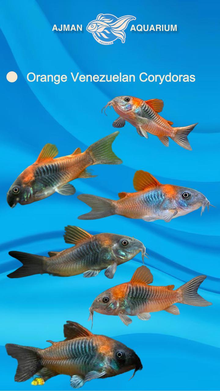 orange venezuelan corydoras - L – Ajman Aquarium