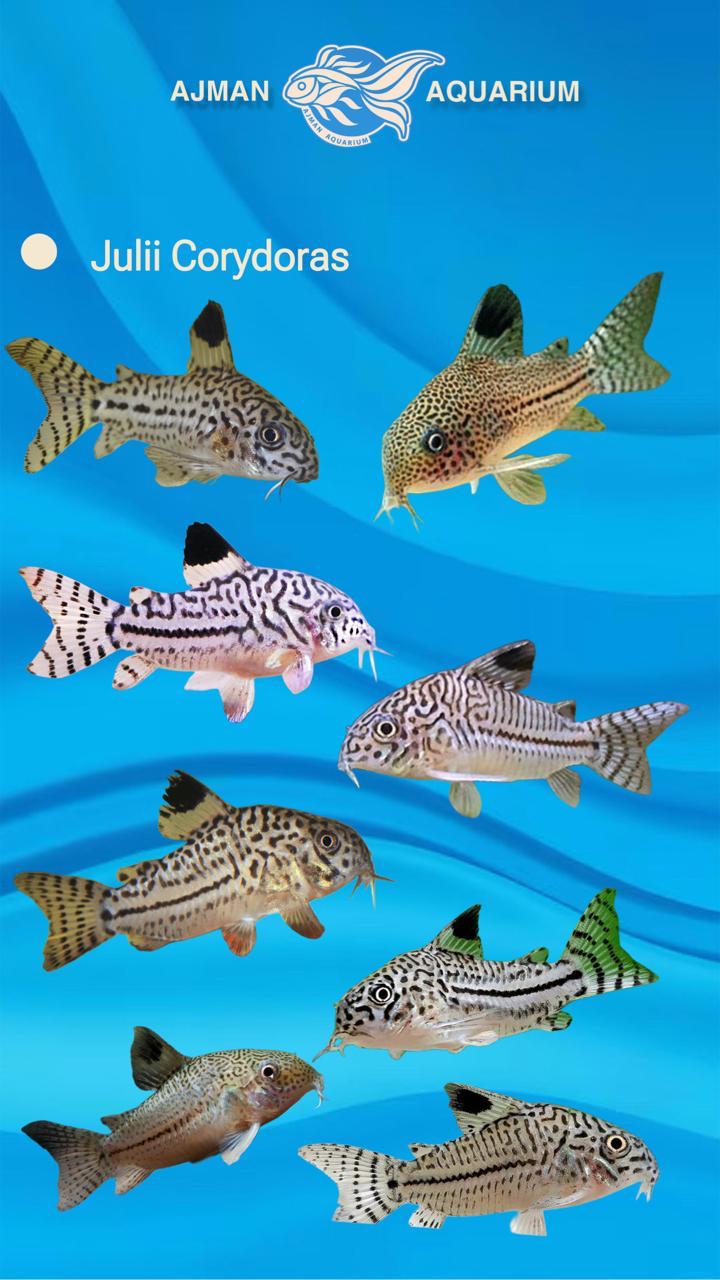 Juli corydoras - L – Ajman Aquarium