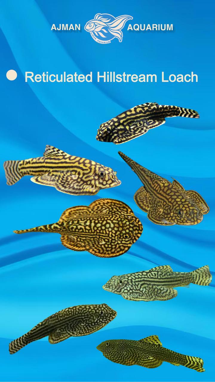 reticulated hill stream loach - 8 cm – Ajman Aquarium