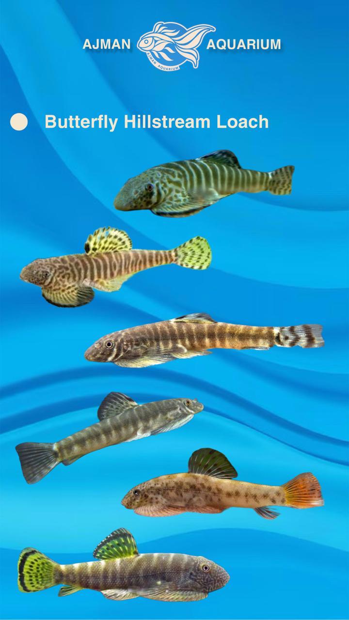 butterfly hillstream loach (Seasonal) - 3 inch – Ajman Aquarium