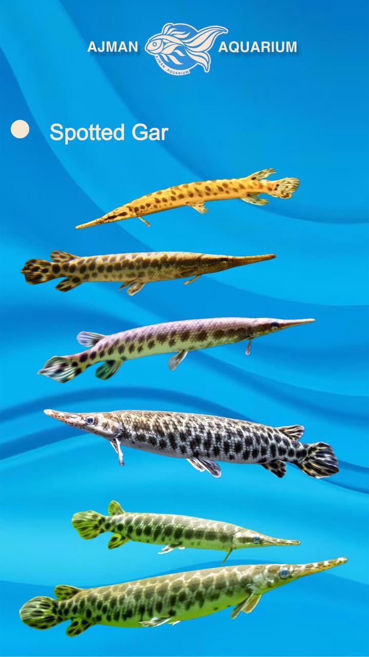 spotted gar - 6 inch – Ajman Aquarium