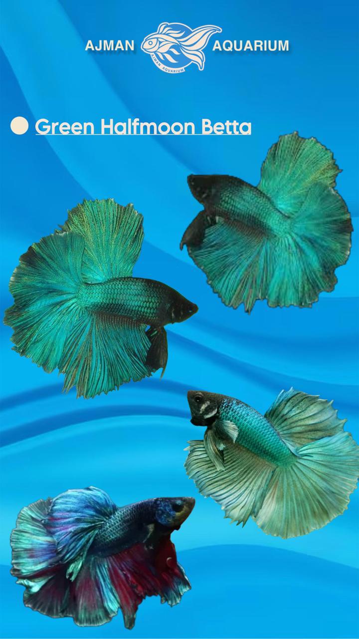 green half moon betta - regular size – Ajman Aquarium