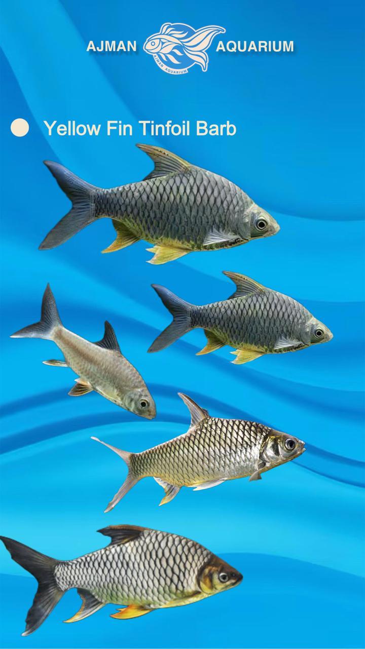 yellow fin tin foil barb - 5 inch – Ajman Aquarium
