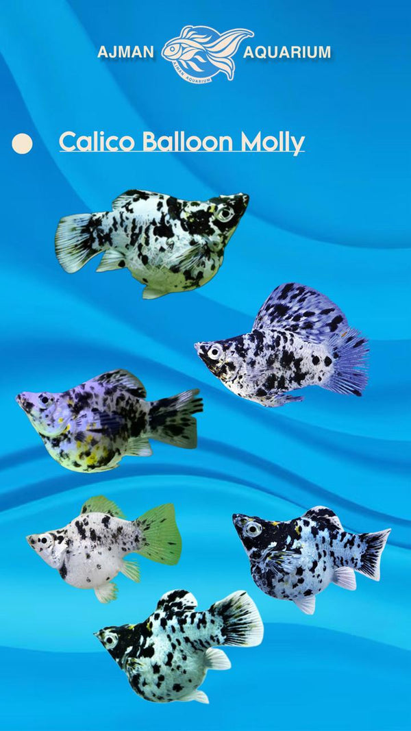calico balloon molly - (Grade) – Ajman Aquarium
