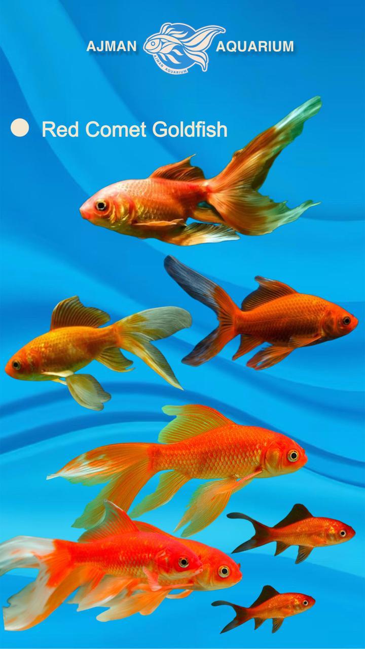 red comet gold fish – Ajman Aquarium