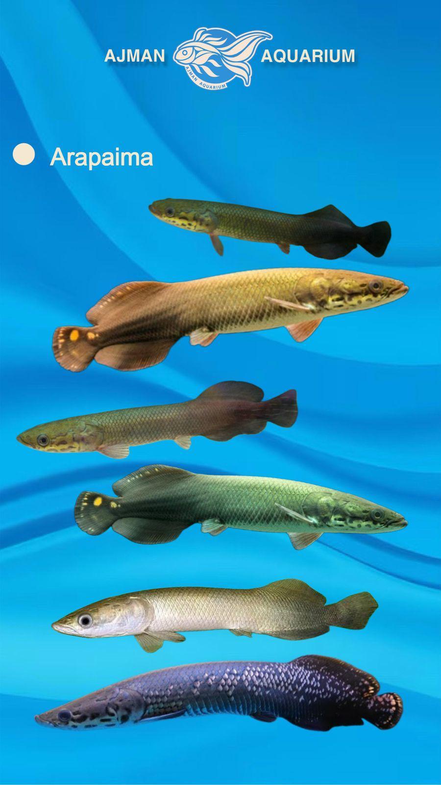 arapaima - 6 to 7 inch – Ajman Aquarium