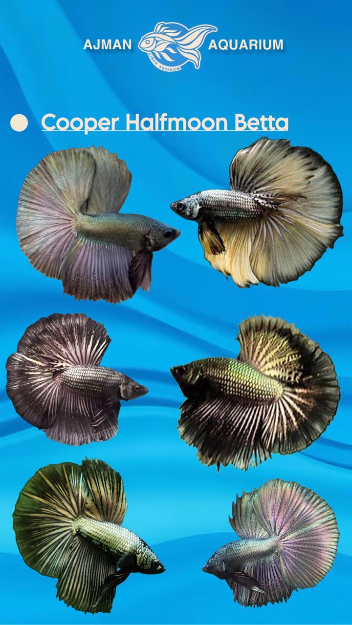 cooper half moon betta – Ajman Aquarium