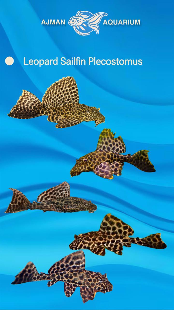leopard sailfin Plecostomus - 1.5 inch – Ajman Aquarium