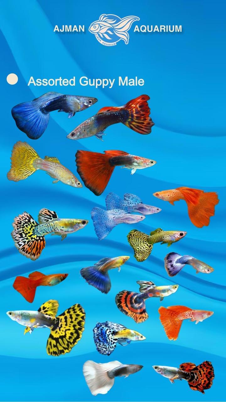 Assorted guppy male - regular size – Ajman Aquarium