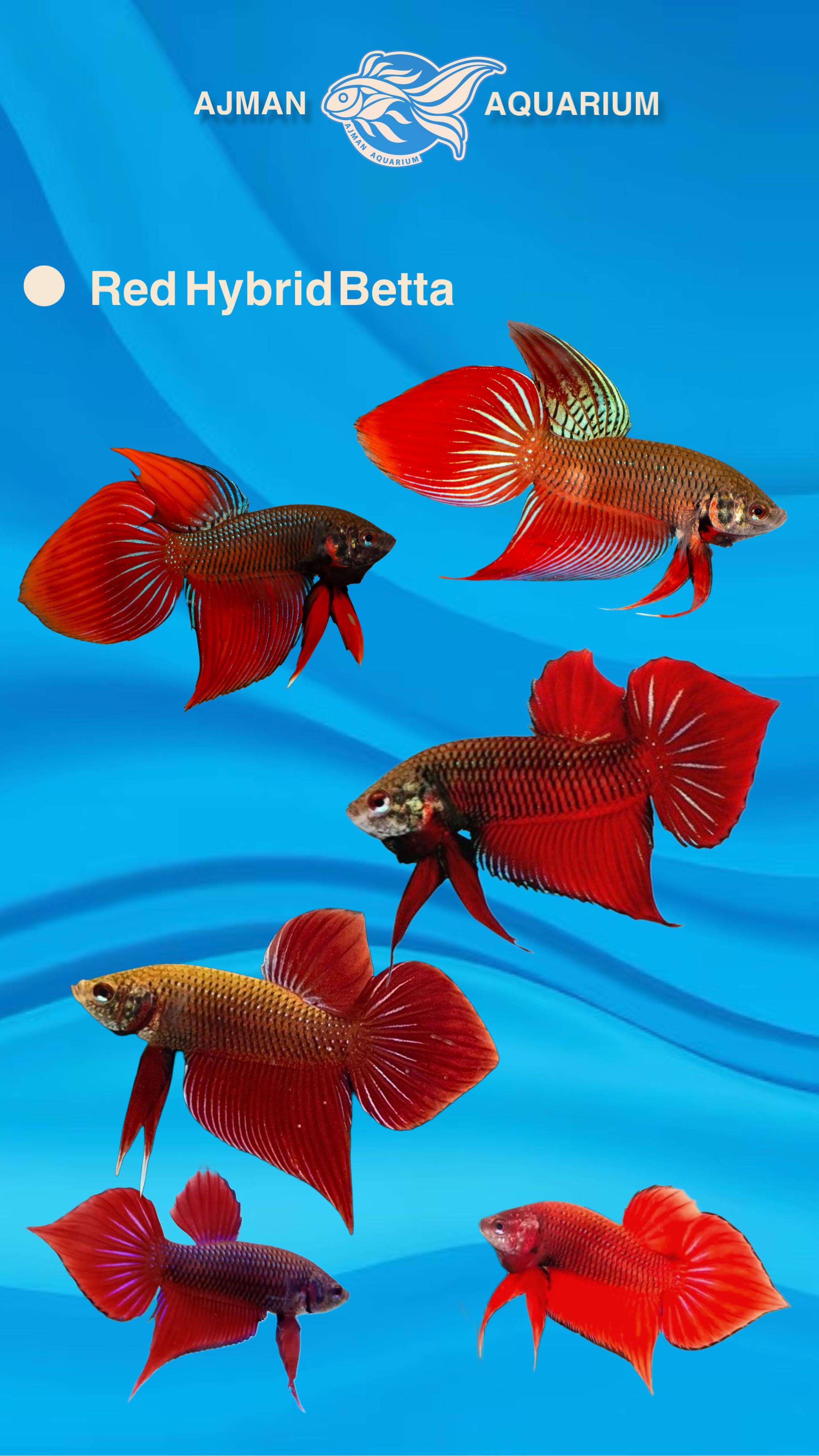 male red hybrid betta - regular size – Ajman Aquarium