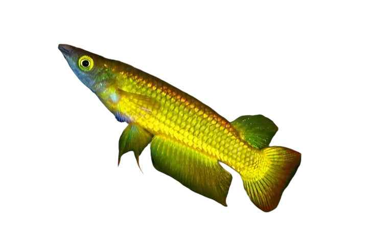 Yellow Panchax - 2.5 inch – Ajman Aquarium