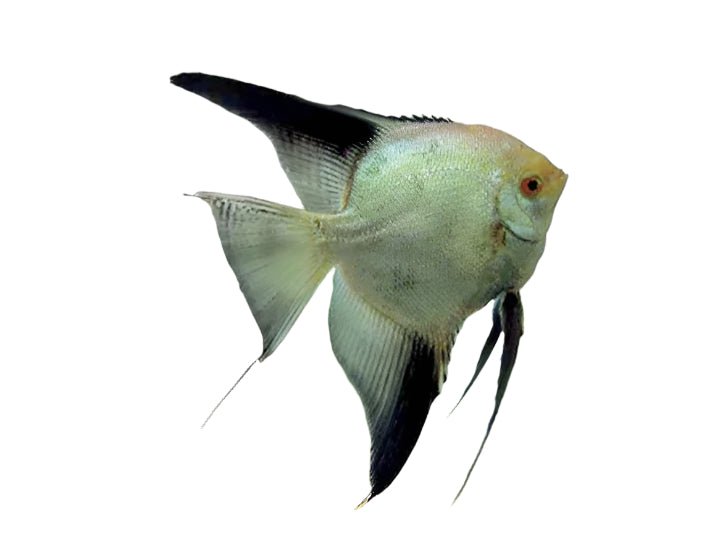 Bulgarian angel fish - 3 to 5 inch – Ajman Aquarium