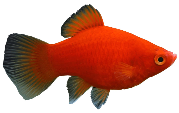 red platy - 2 inch – Ajman Aquarium