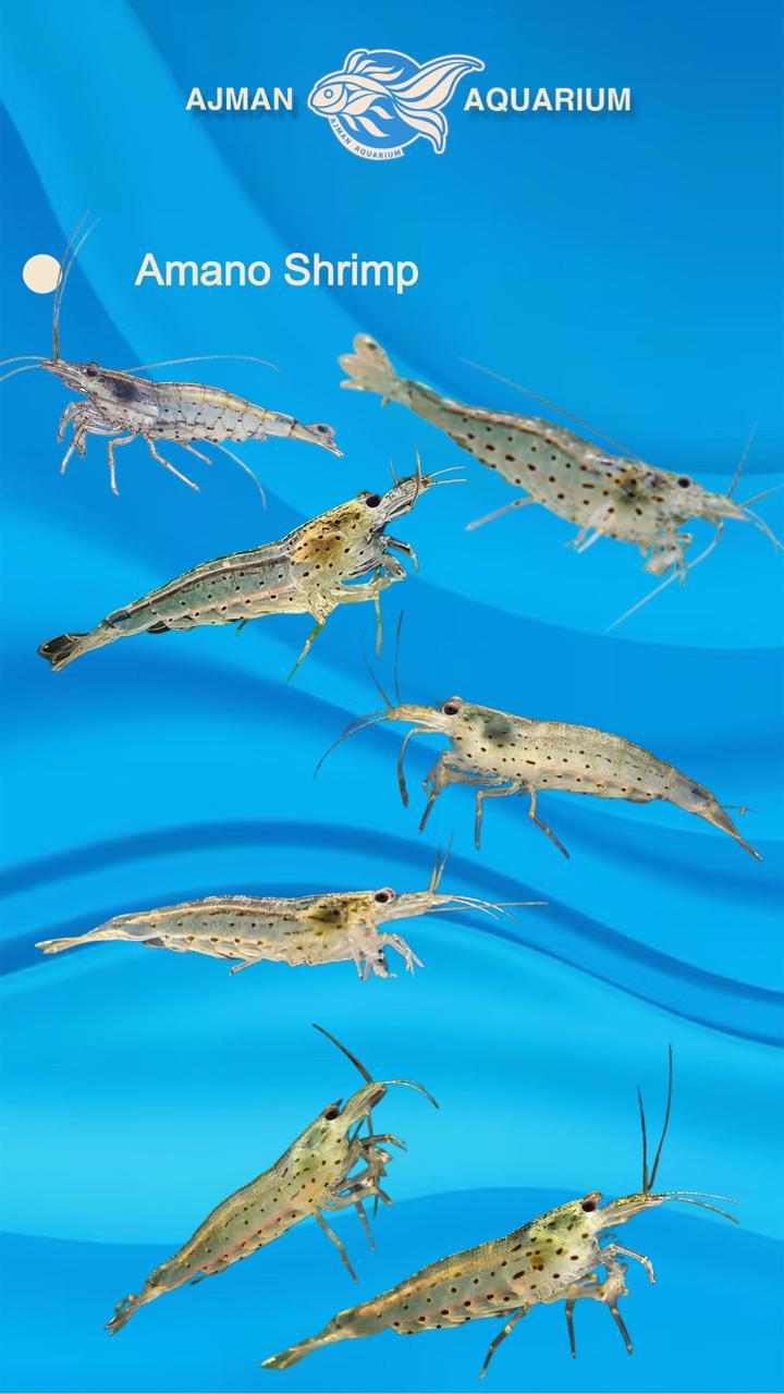 LIVE FISH – Ajman Aquarium