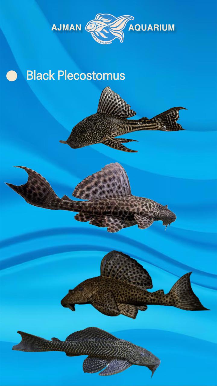 Black Plecostomus - Sucker Fish – Ajman Aquarium
