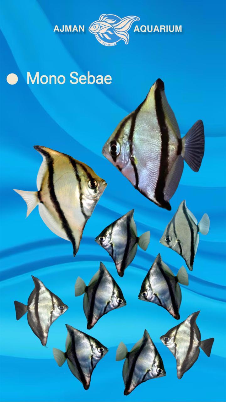 mono sebae - 3 inch – Ajman Aquarium