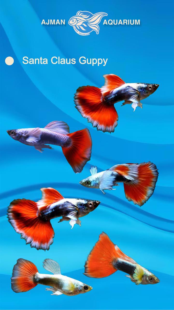 santa claus guppy pair - regular size – Ajman Aquarium