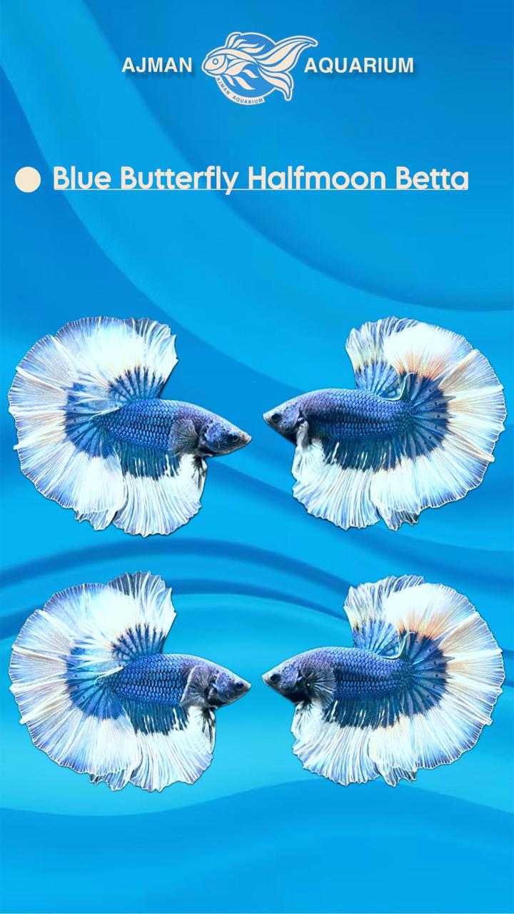 blue butterfly half moon betta – Ajman Aquarium